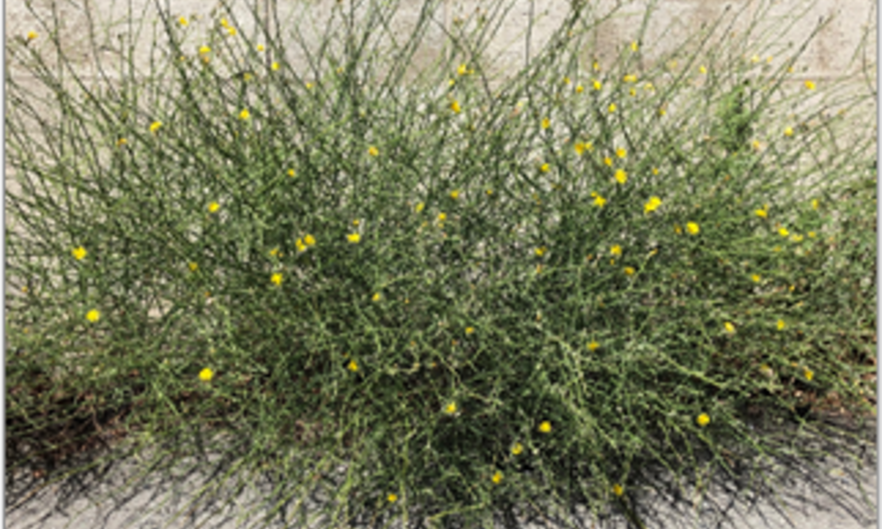 Skeleton Weed | County of San Mateo, CA